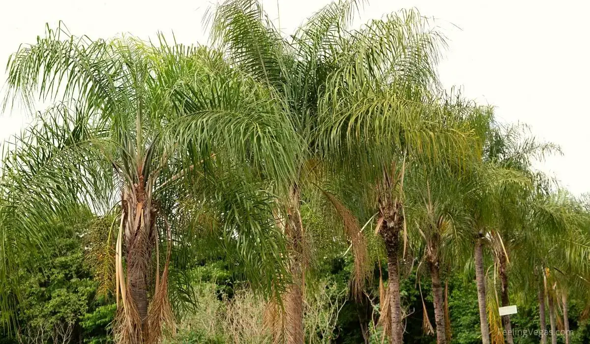 Descubre el increíble secreto detrás del exceso de palmeras en Las ...